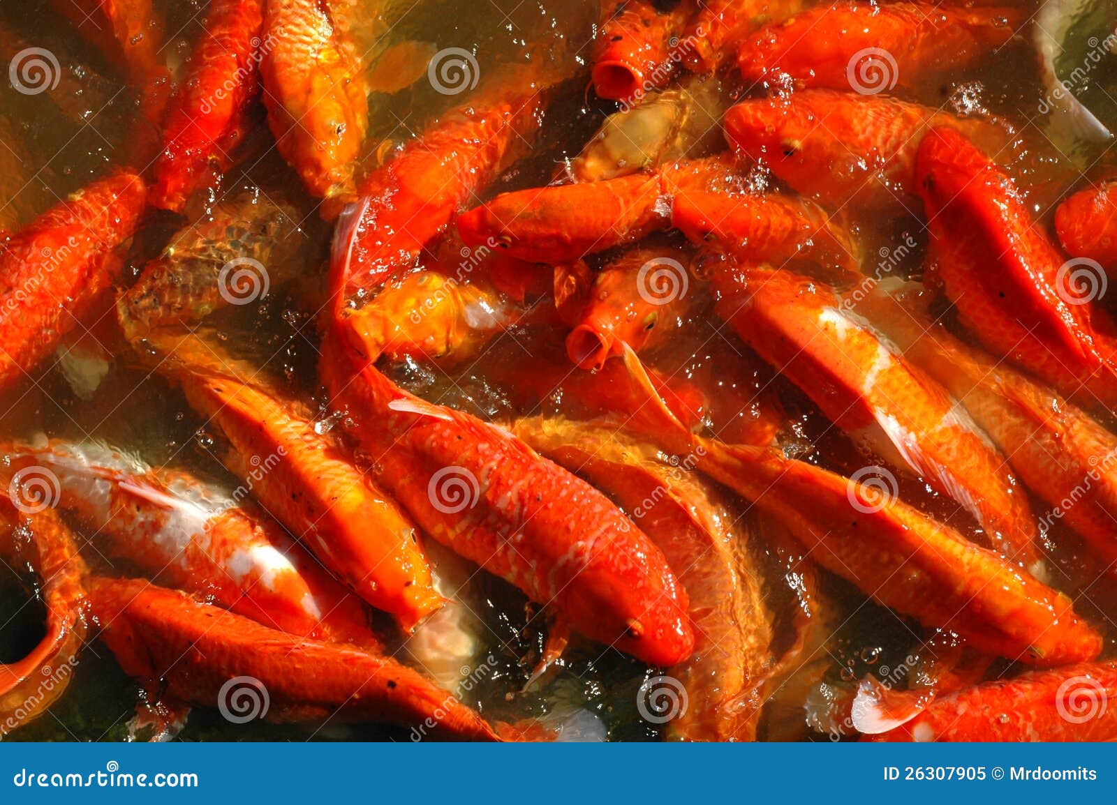 Hungry Fish stock image. Image of color, culture, frenzy - 26307905