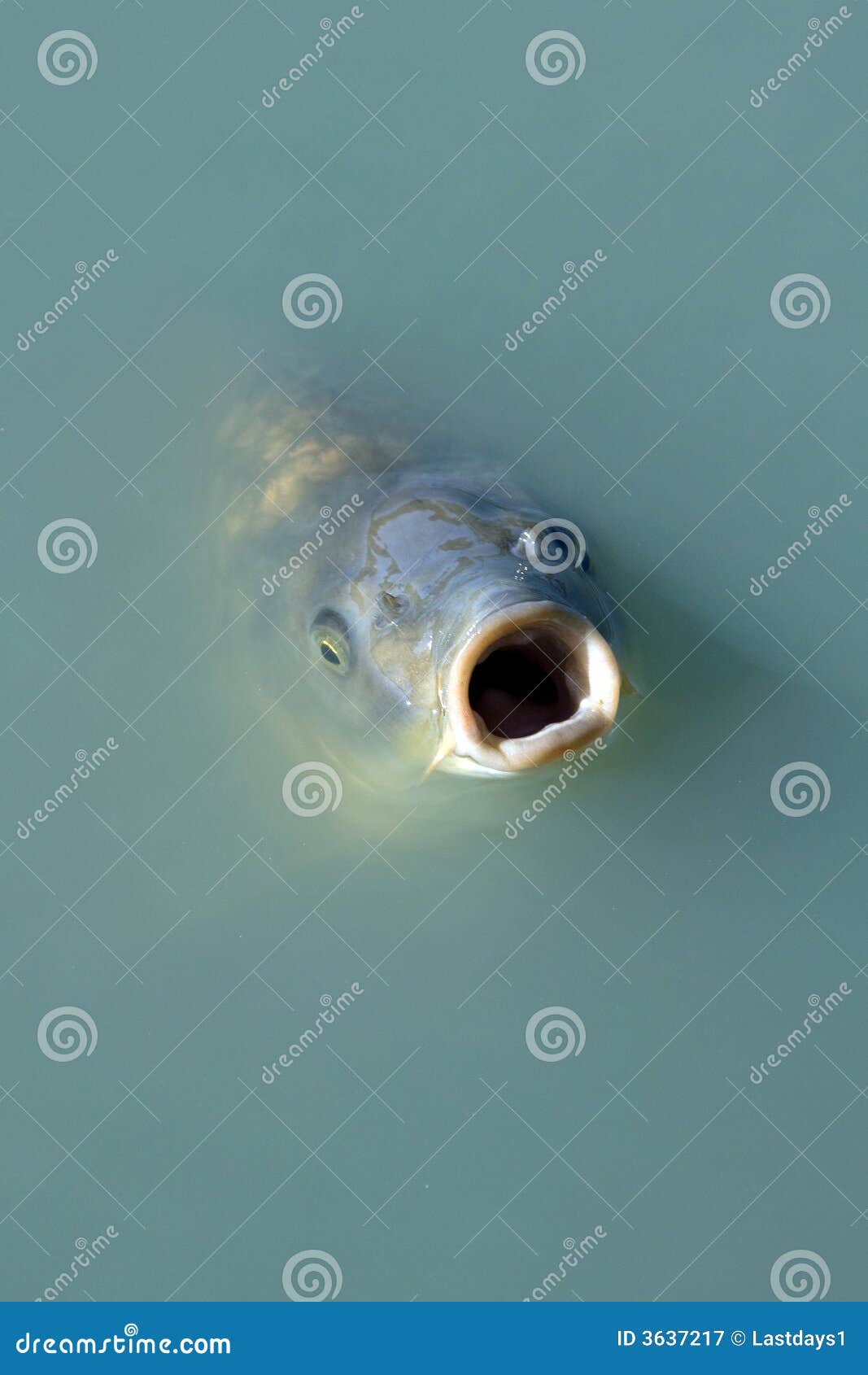 Hungry Fish stock image. Image of gills, fishing, brave - 3637217
