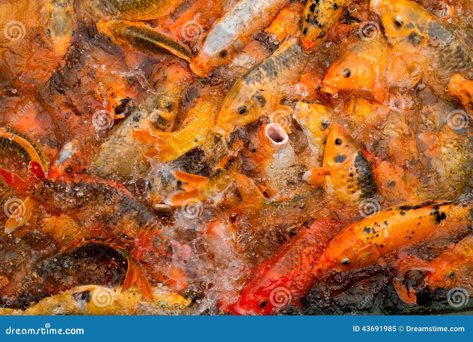 Hungry fish stock image. Image of hunger, ravenous, gasping - 43691985