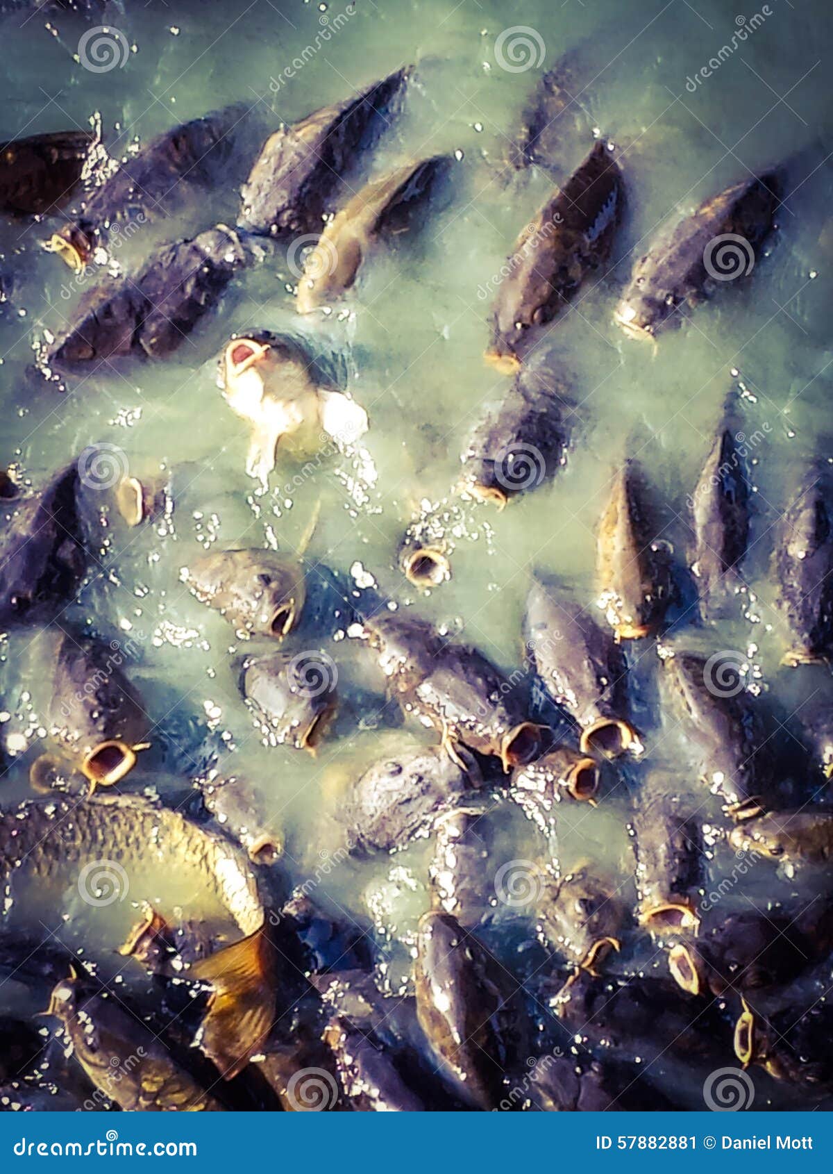 Hungry fish stock image. Image of water, ocean, waiting - 57882881
