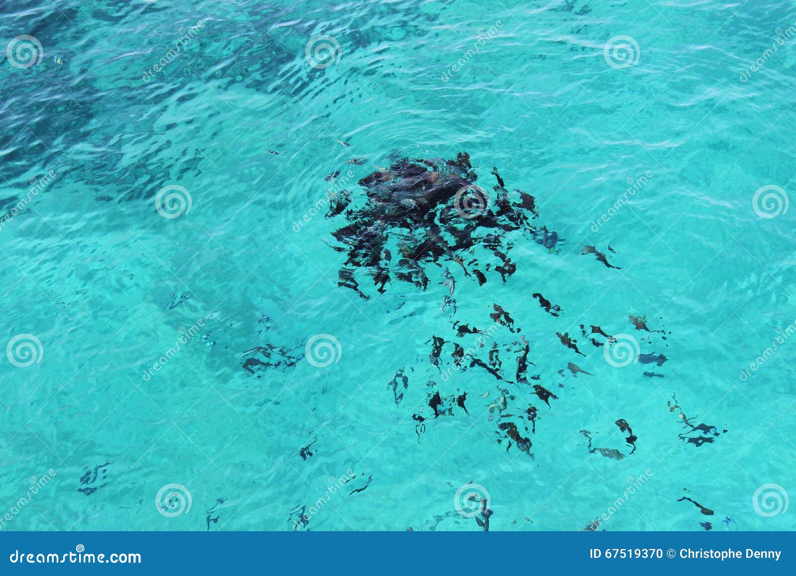 Hungry Fish Royalty-Free Stock Image | CartoonDealer.com #24052132