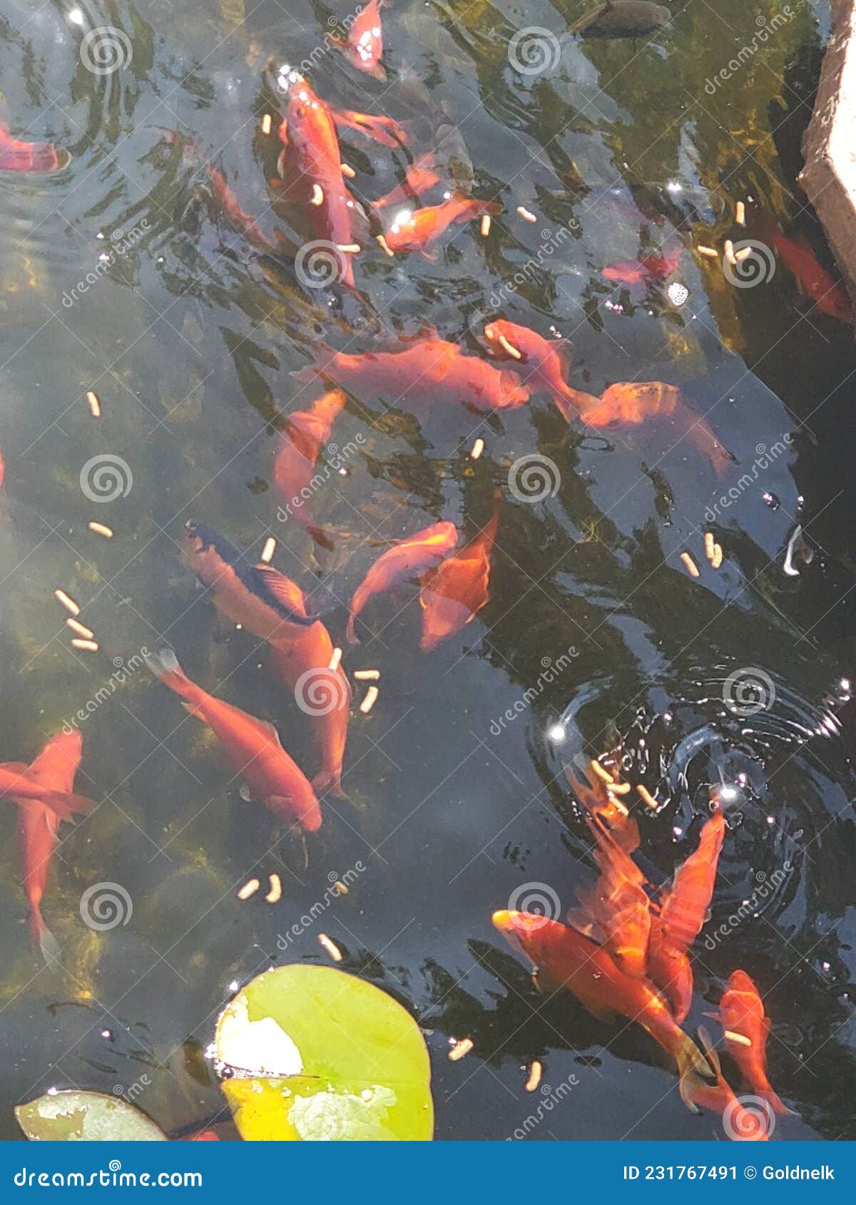 Hungry fish feeding time stock image. Image of invertebrate - 231767491