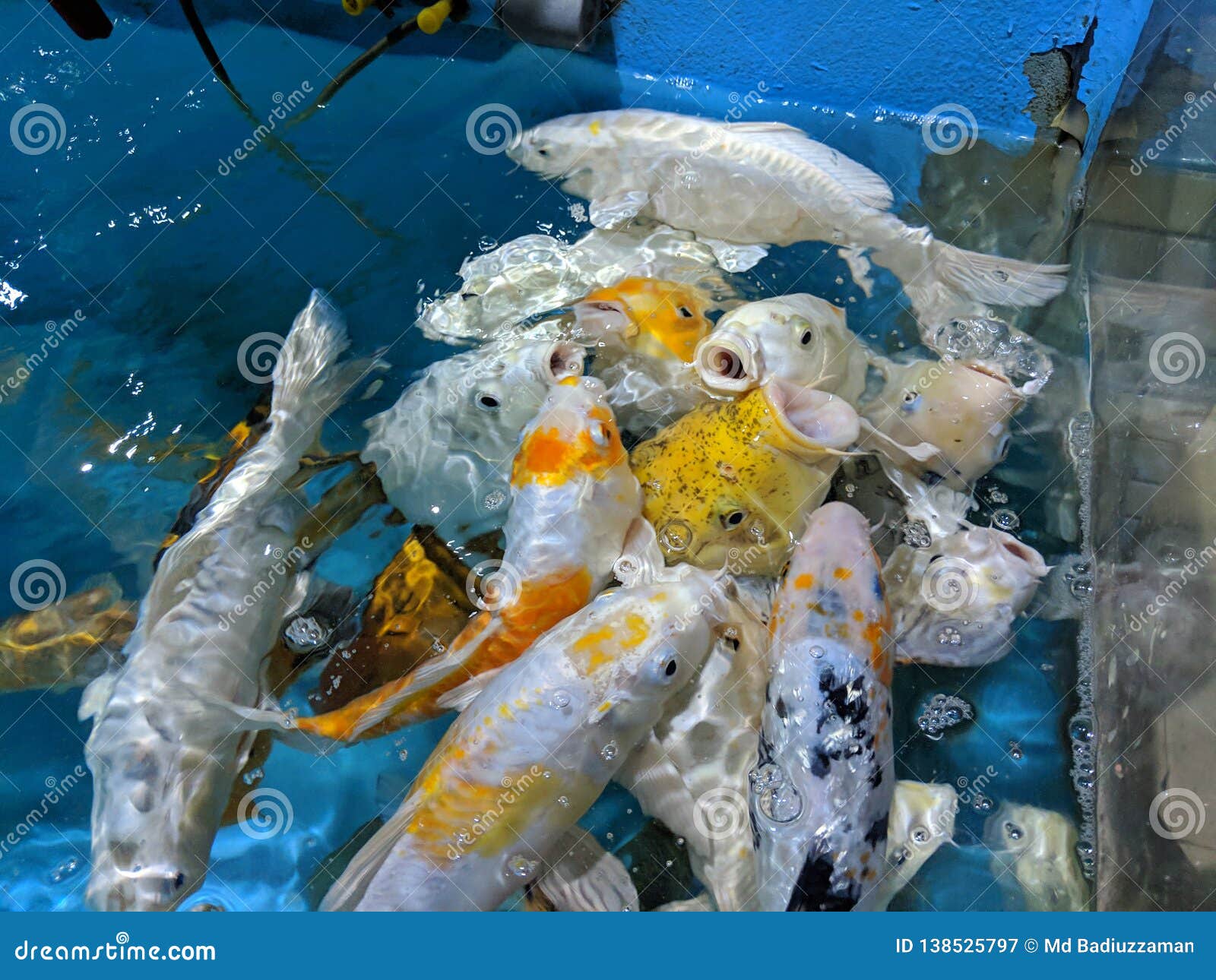 Hungry fish stock image. Image of food, hungry, ready - 138525797