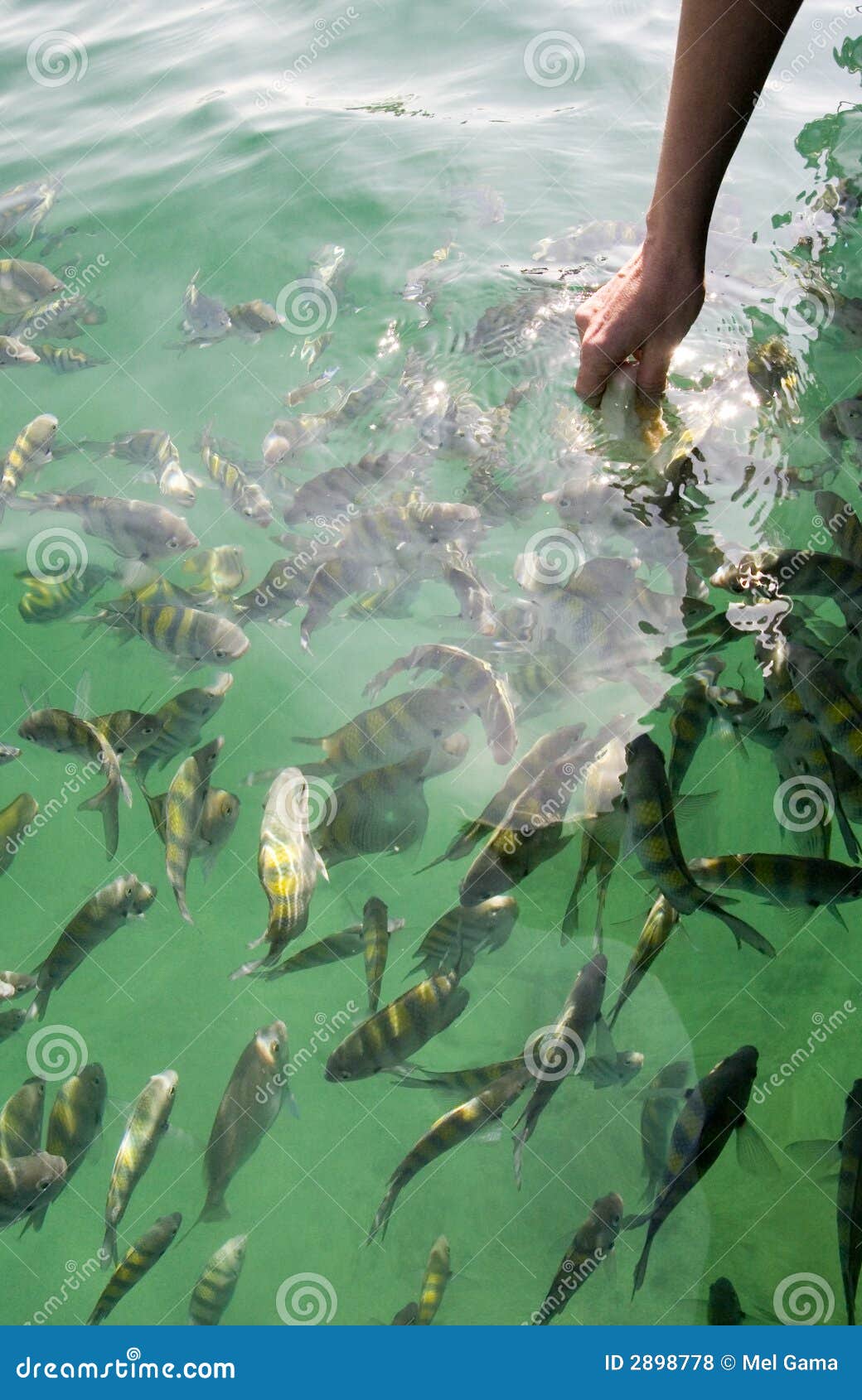 Hungry fishes stock photo. Image of bread, central, fisheries - 2898778