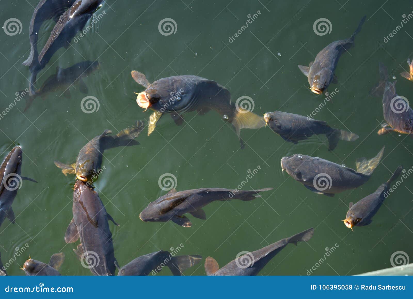 Fish stock photo. Image of hungry, water, fish, river - 106395058