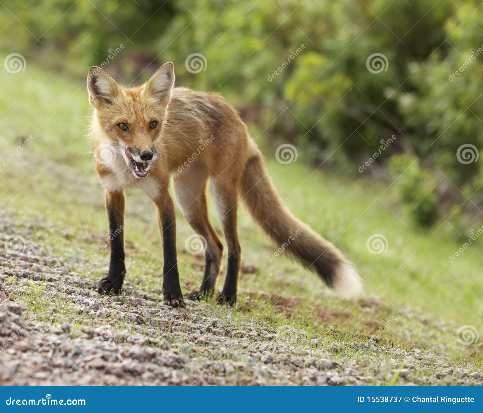 Hungry fox stock image. Image of teeth, curious, wild - 15538737