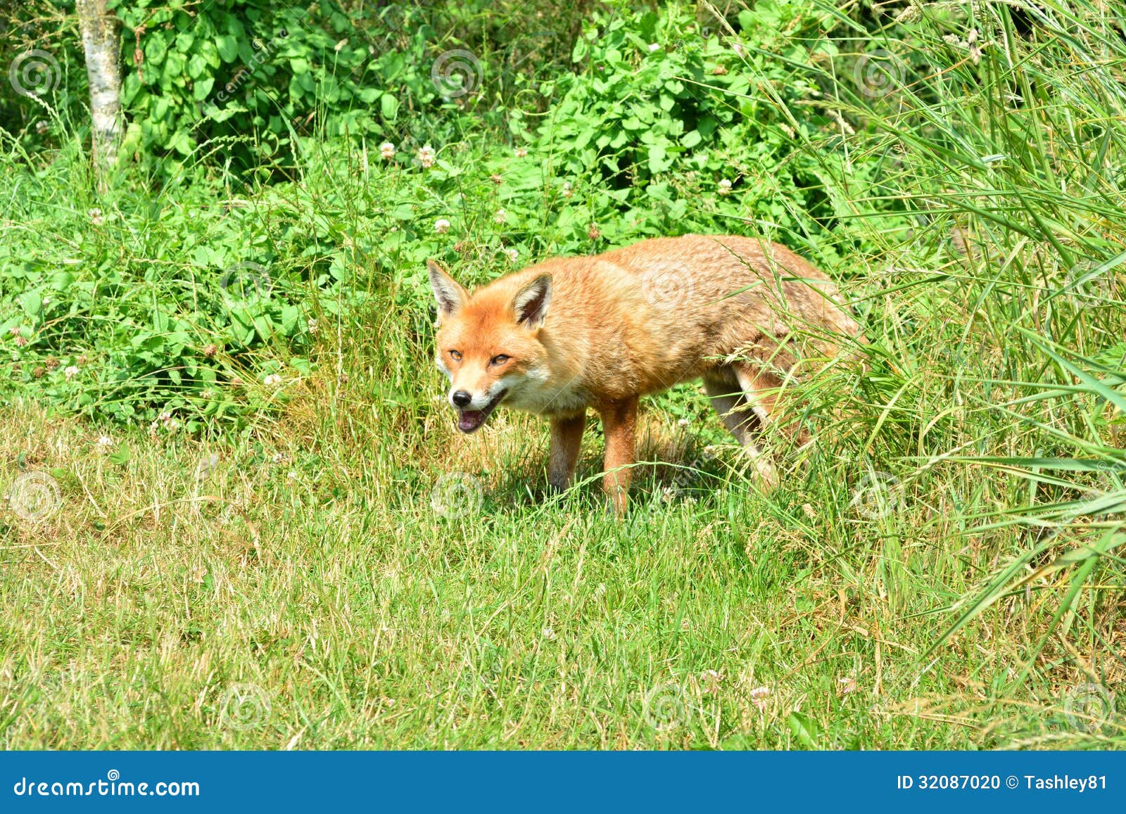 A hungry fox stock photo. Image of foxes, mammal, hungry - 32087020