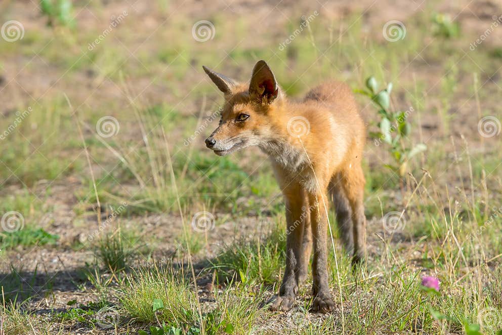Hungry fox stock image. Image of juvenile, green, ecology - 60965275