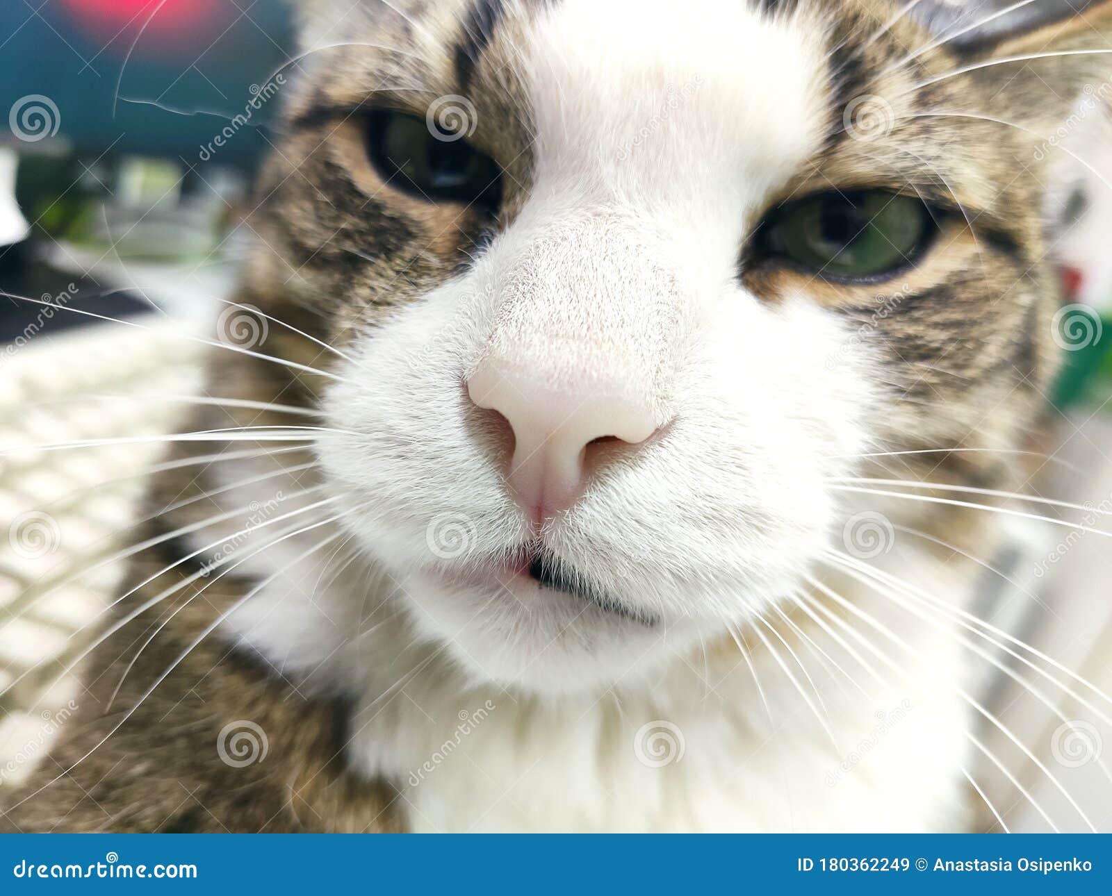 Hungry funny cat stock image. Image of nose, funny, hungry - 180362249