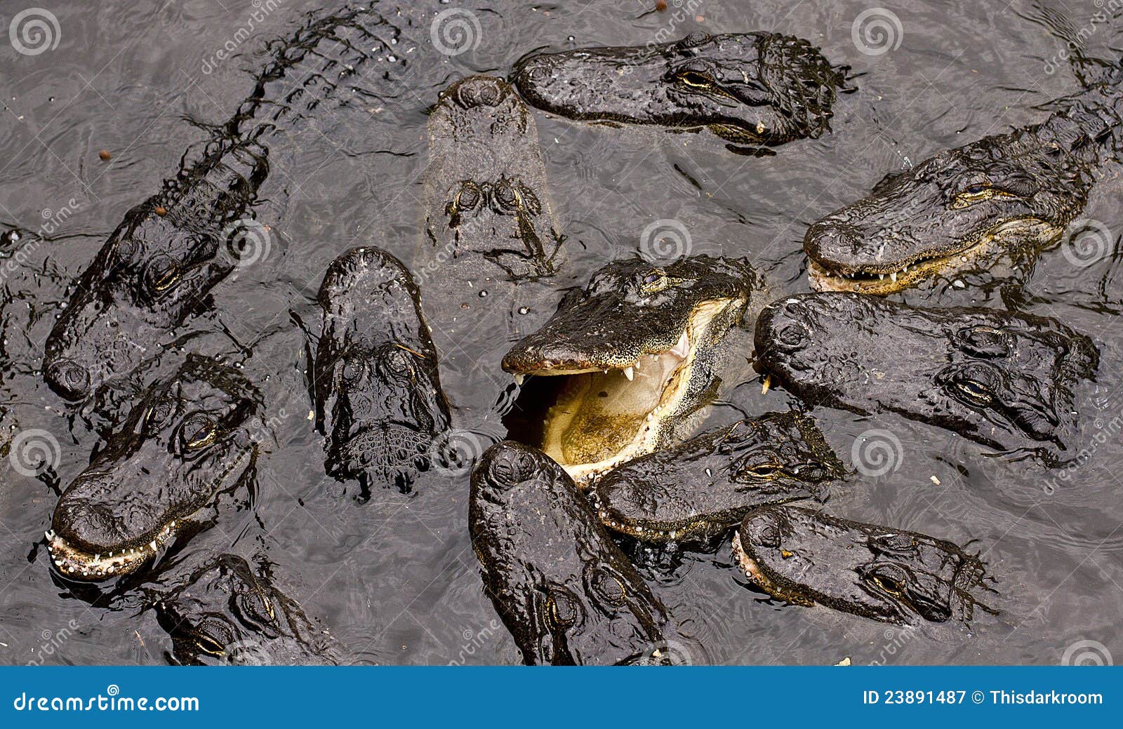 Hungry Gators stock image. Image of teeth, gators, bite - 23891487