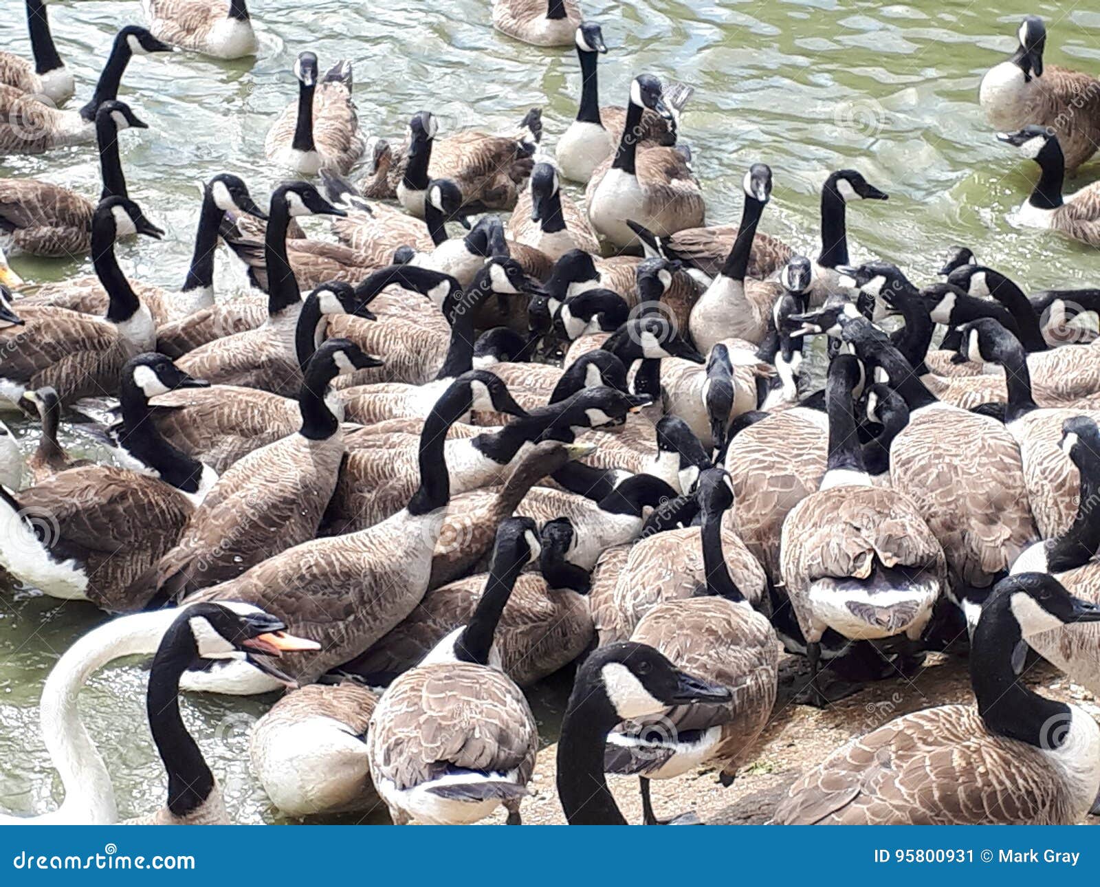 Hungry Geese stock image. Image of geese, eating, hungry - 95800931