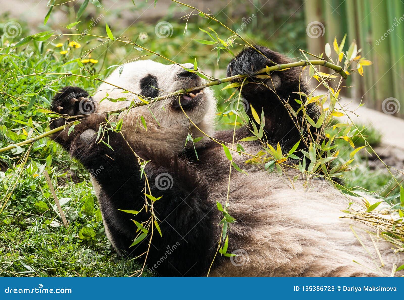 Hungry Giant Black and White Panda Bear Eating Bamboo Stock Image ...