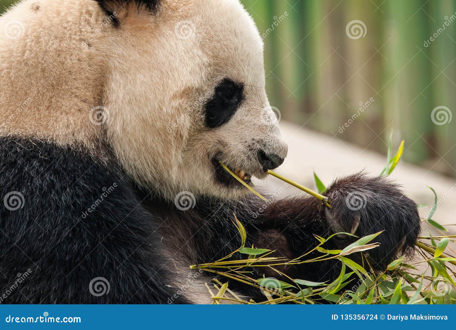 Hungry Giant Black and White Panda Bear Eating Bamboo Stock Photo ...