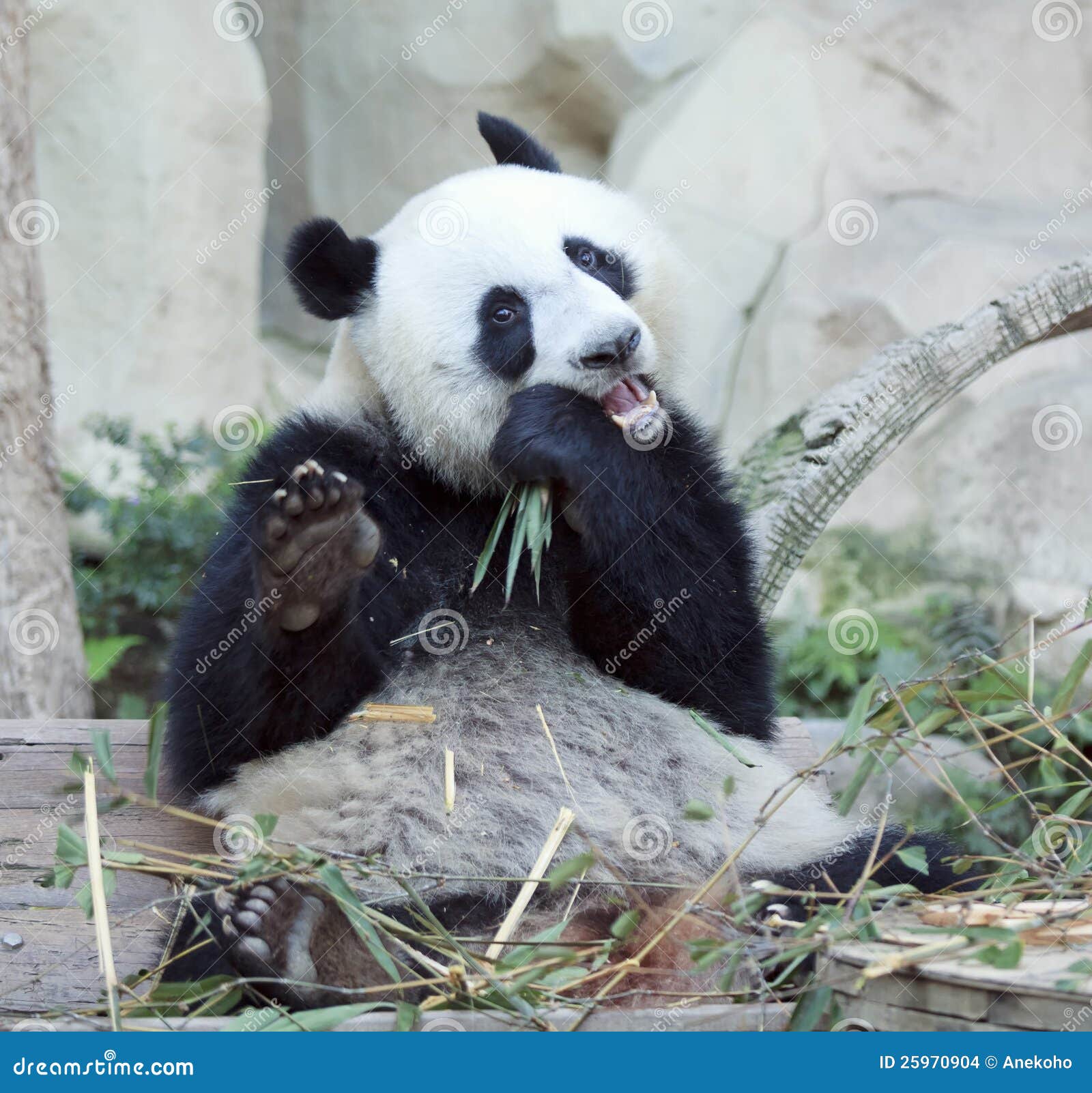 Hungry giant panda stock photo. Image of china, forest - 25970904