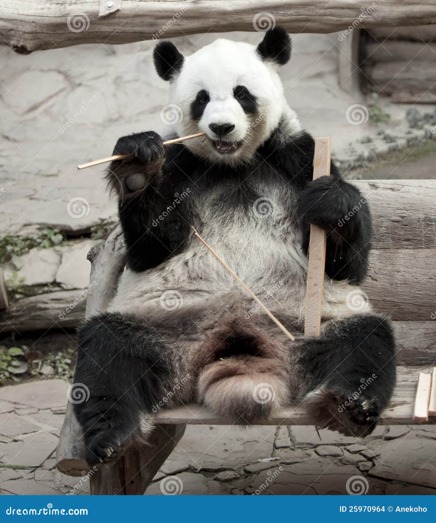 Hungry giant panda stock photo. Image of rare, oriental - 25970964