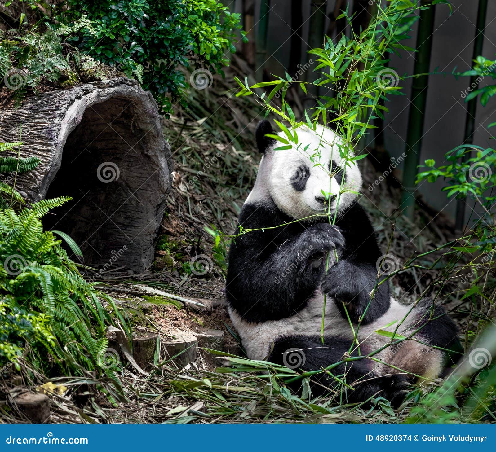 Hungry giant panda stock photo. Image of habitat, panda - 48920374