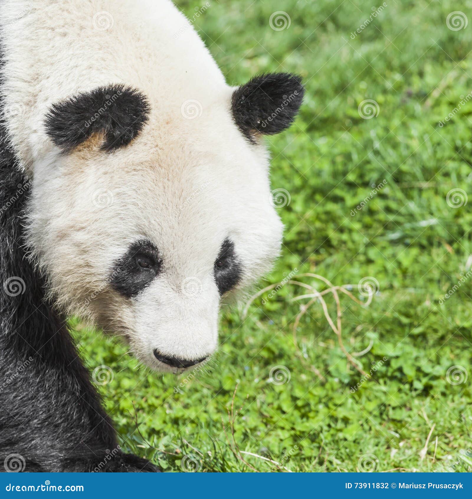 Hungry Giant Panda Bear Eating Bamboo Stock Photo - Image of jungle ...