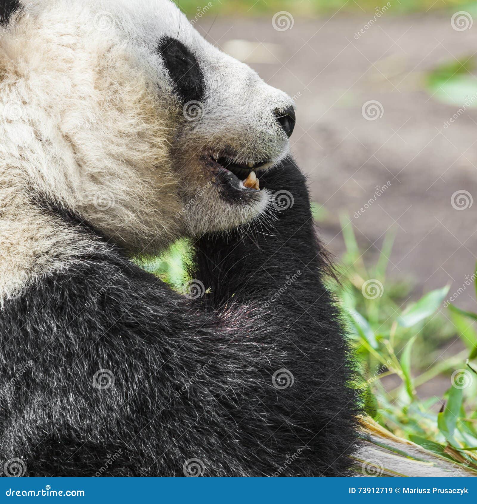 Hungry Giant Panda Bear Eating Bamboo Stock Image - Image of chengdu ...