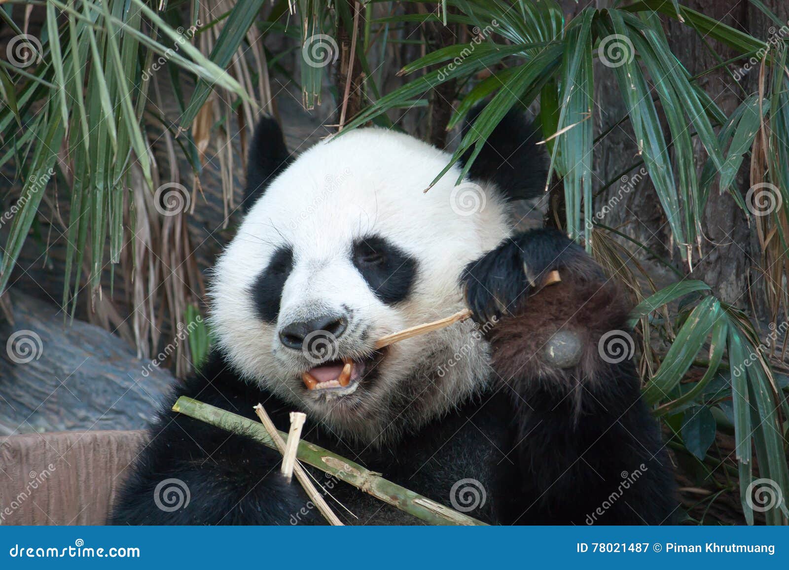 Hungry Giant Panda Bear Eating Stock Image - Image of travel, nature ...