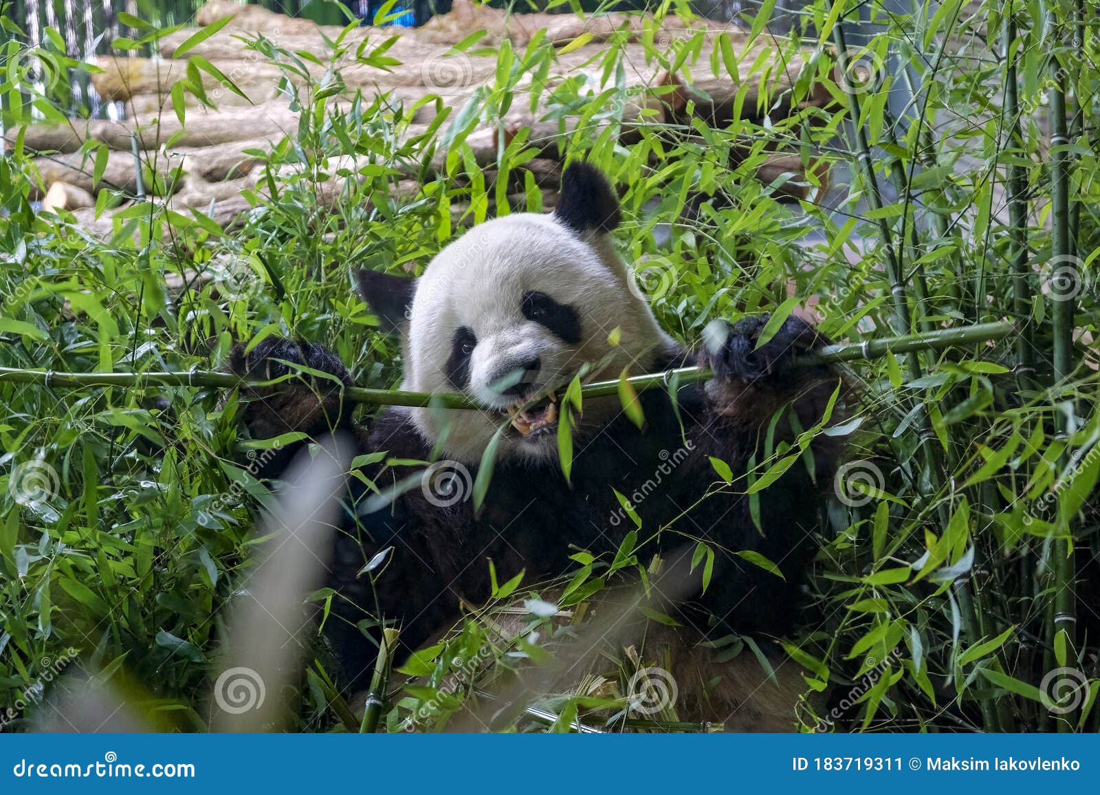 Hungry Giant Panda Bear Eating Bamboo Stock Image - Image of hungry ...