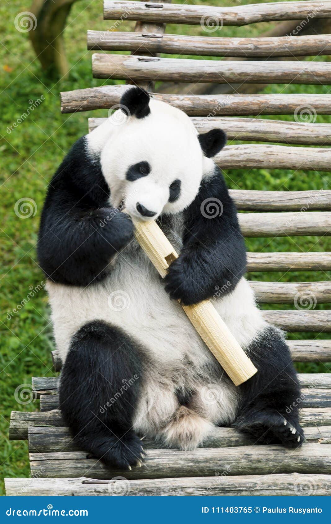 Panda Eating Bamboo At Panda Palace Indonesia Safari Park Royalty-Free ...