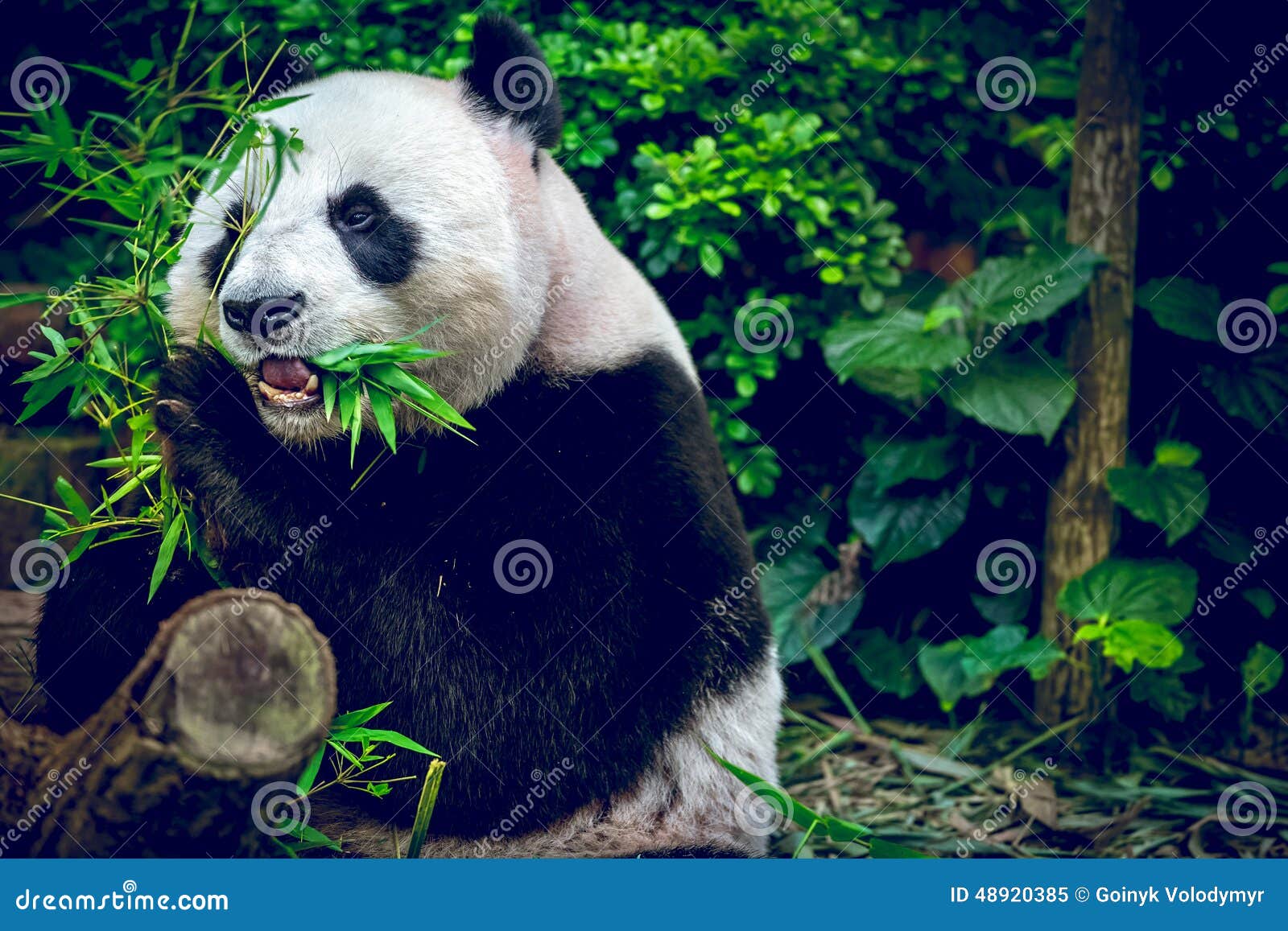 Hungry giant panda stock image. Image of animal, special - 48920385