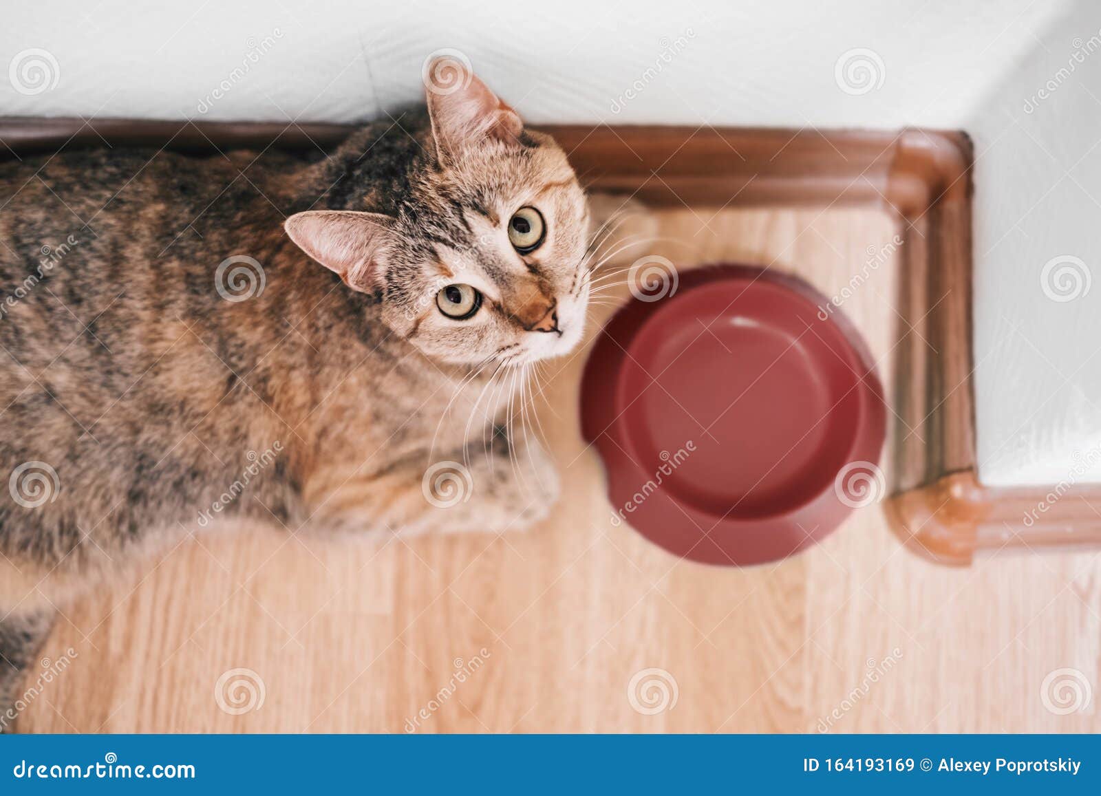 Hungry Ginger Cat Lying Near an Empty Bowl and Looking Up. Stock Image ...