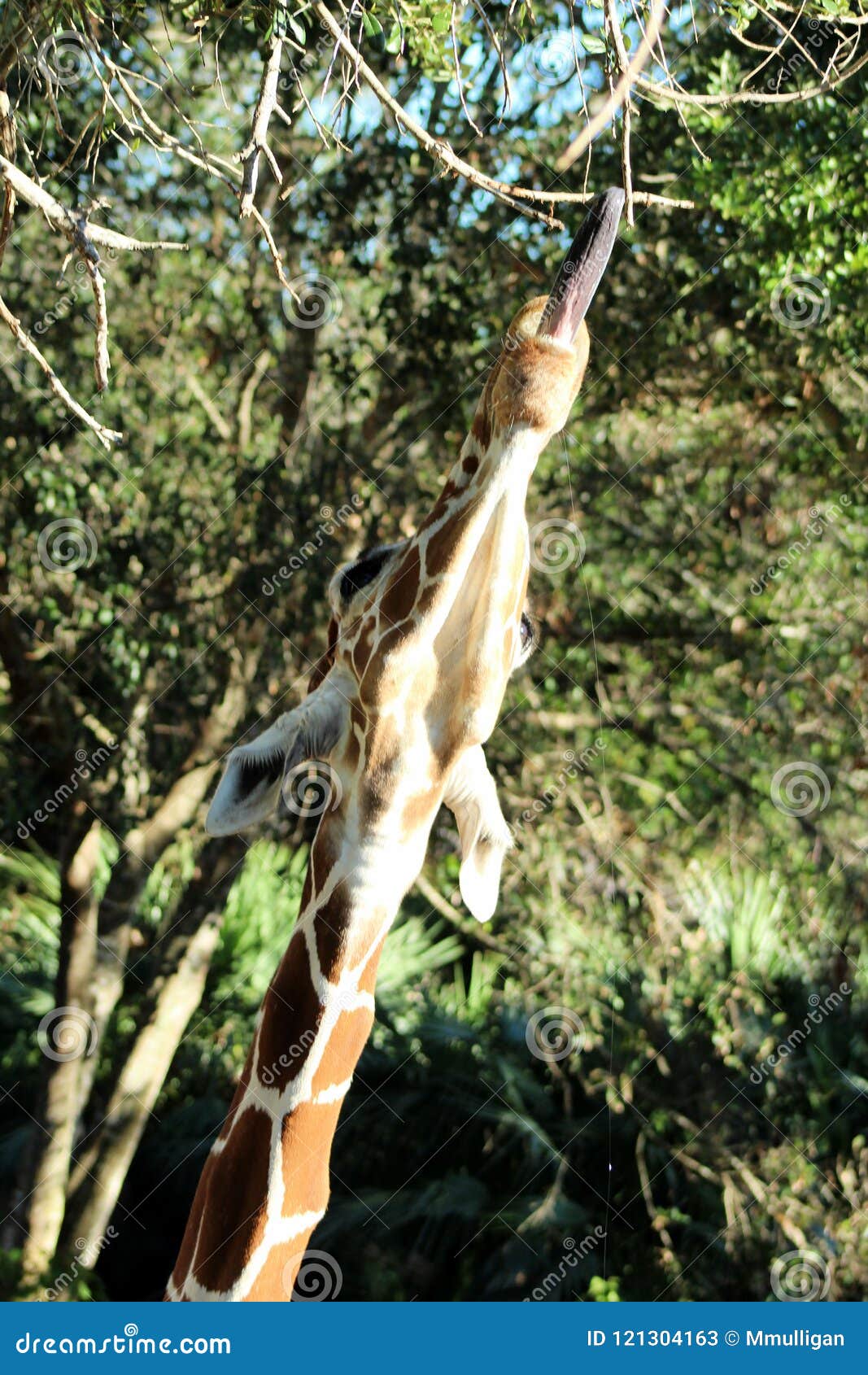 Hungry Giraffe Reaches for Leaf Stock Image - Image of adorable ...