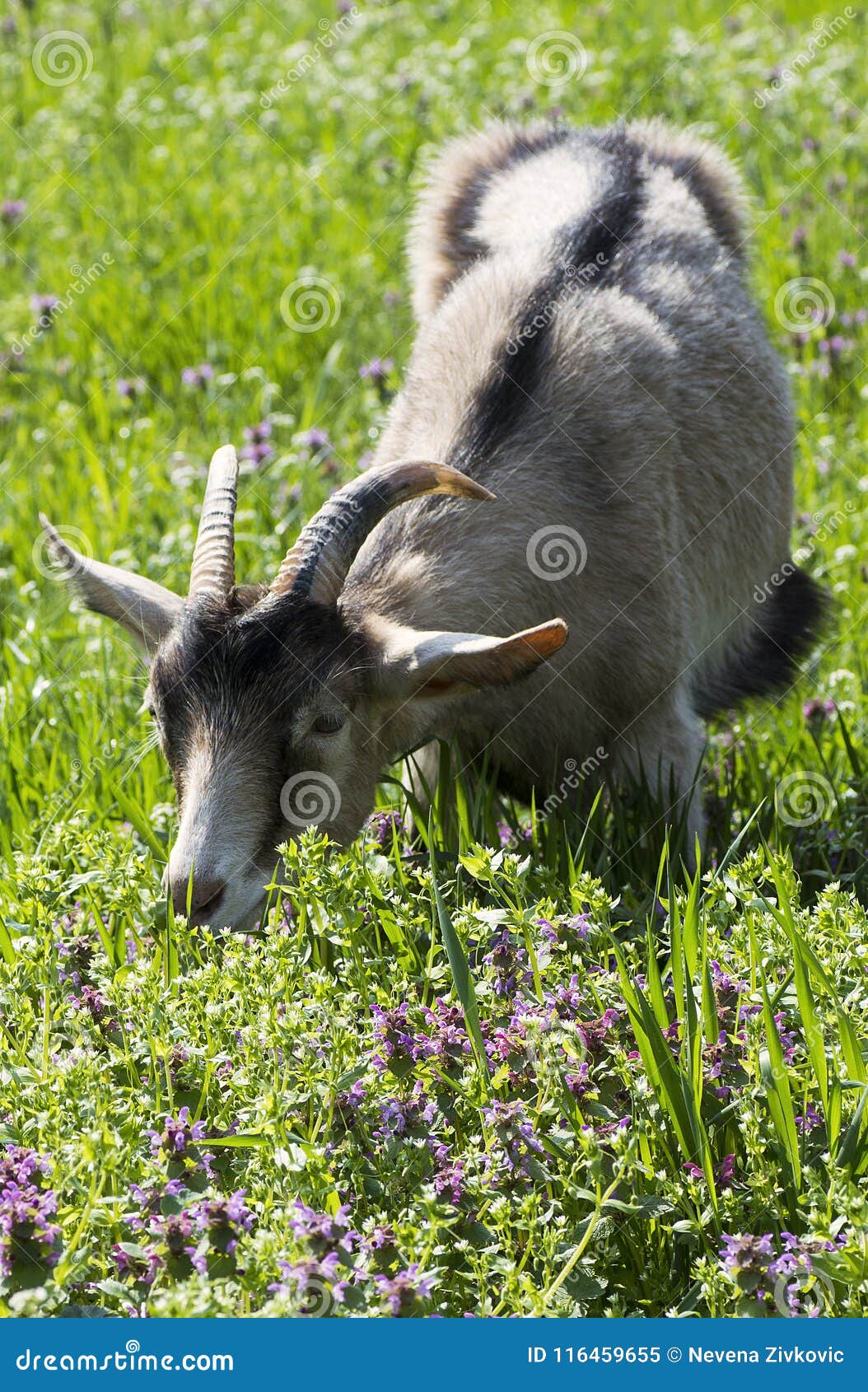 A Hungry Goat Munching Its Lunch Stock Image - Image of grass ...