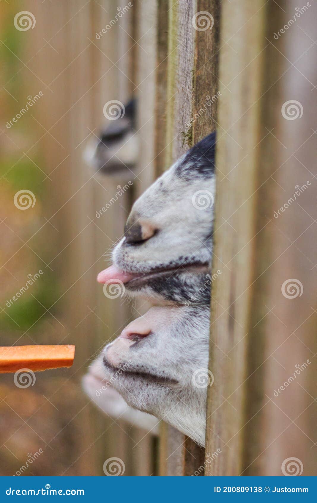 Hungry Goats In A Cage, Desperate For Food In Jail. Caged Captive ...