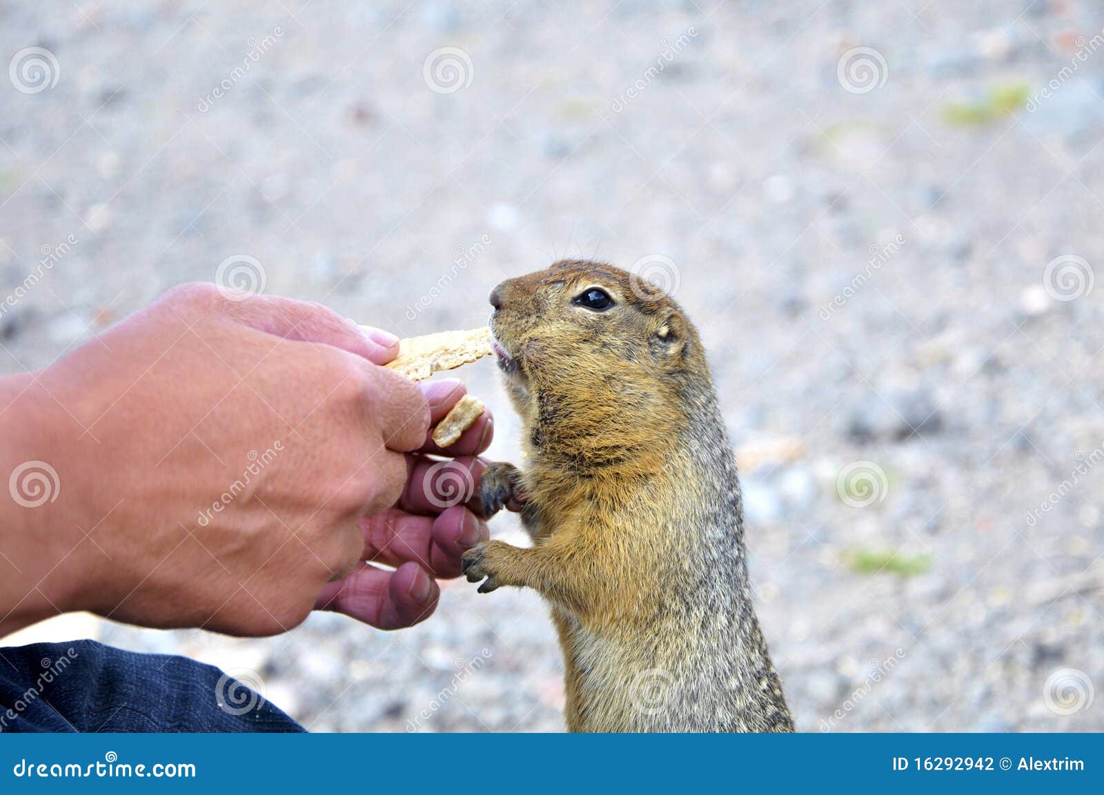 Hungry gopher stock photo. Image of national, cute, critter - 16292942