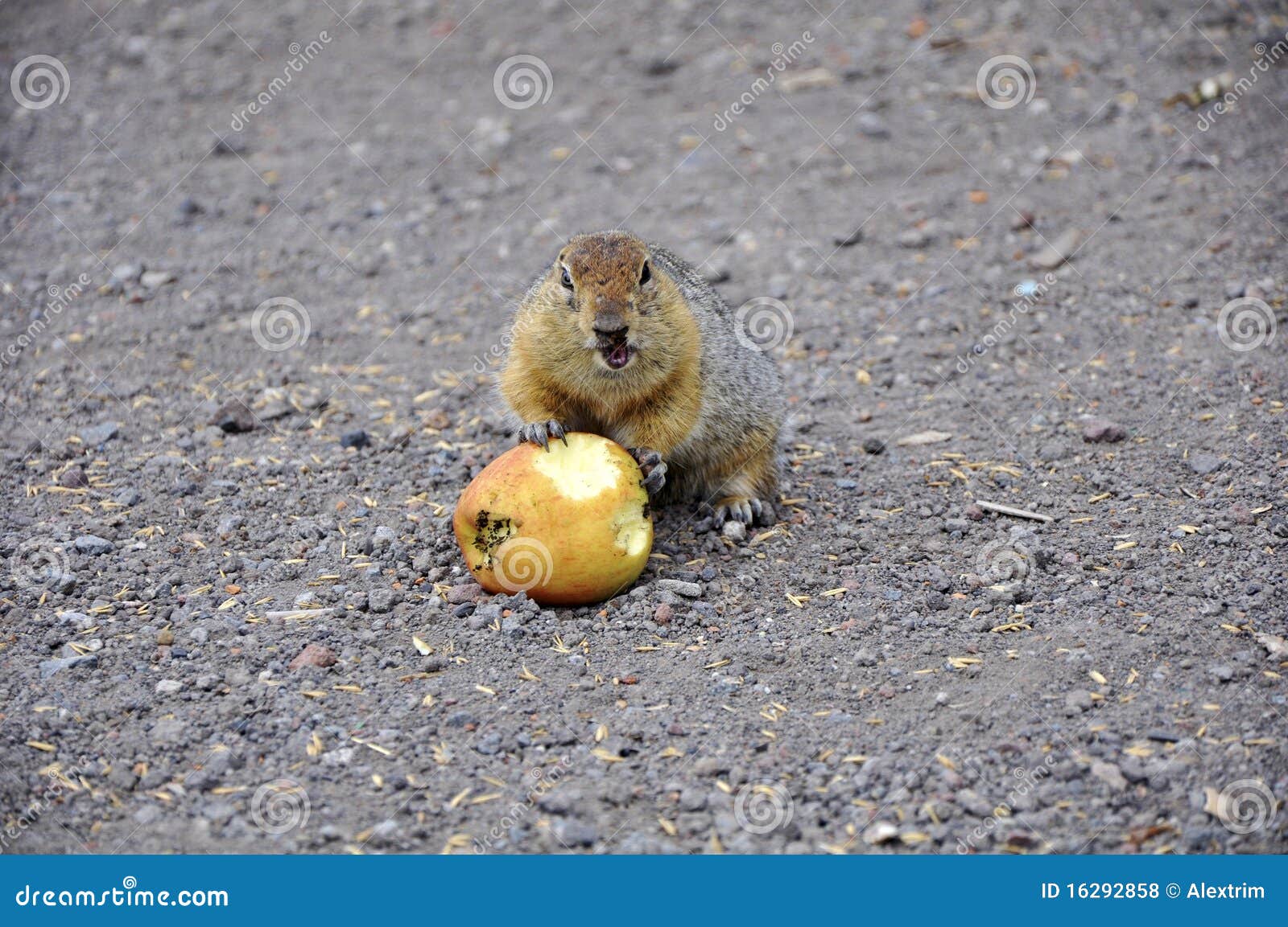 Hungry Gopher with an Apple Stock Photo - Image of nature, russia: 16292858