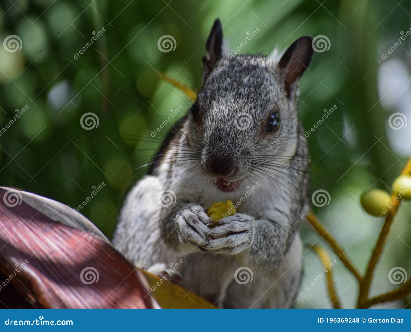 Hungry Gray Squirrel stock photo. Image of hungry, variegatoides ...