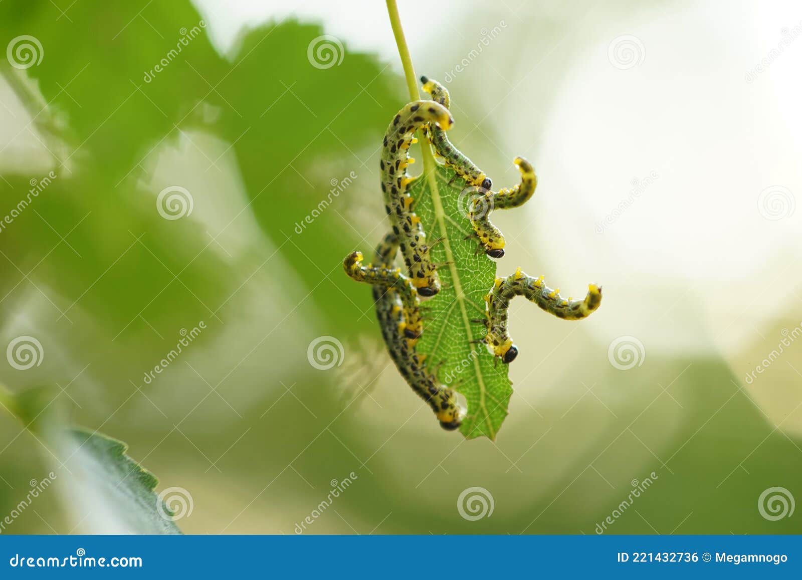 Green Caterpillars Focus On The Head, Animals With Thorns On The Body ...