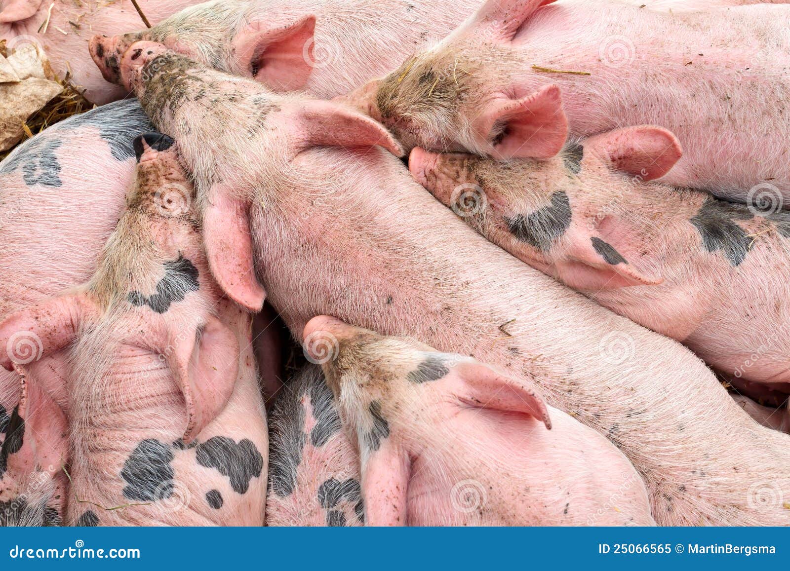 Hungry Group of Newborn Pigs Stock Image - Image of farm, small: 25066565