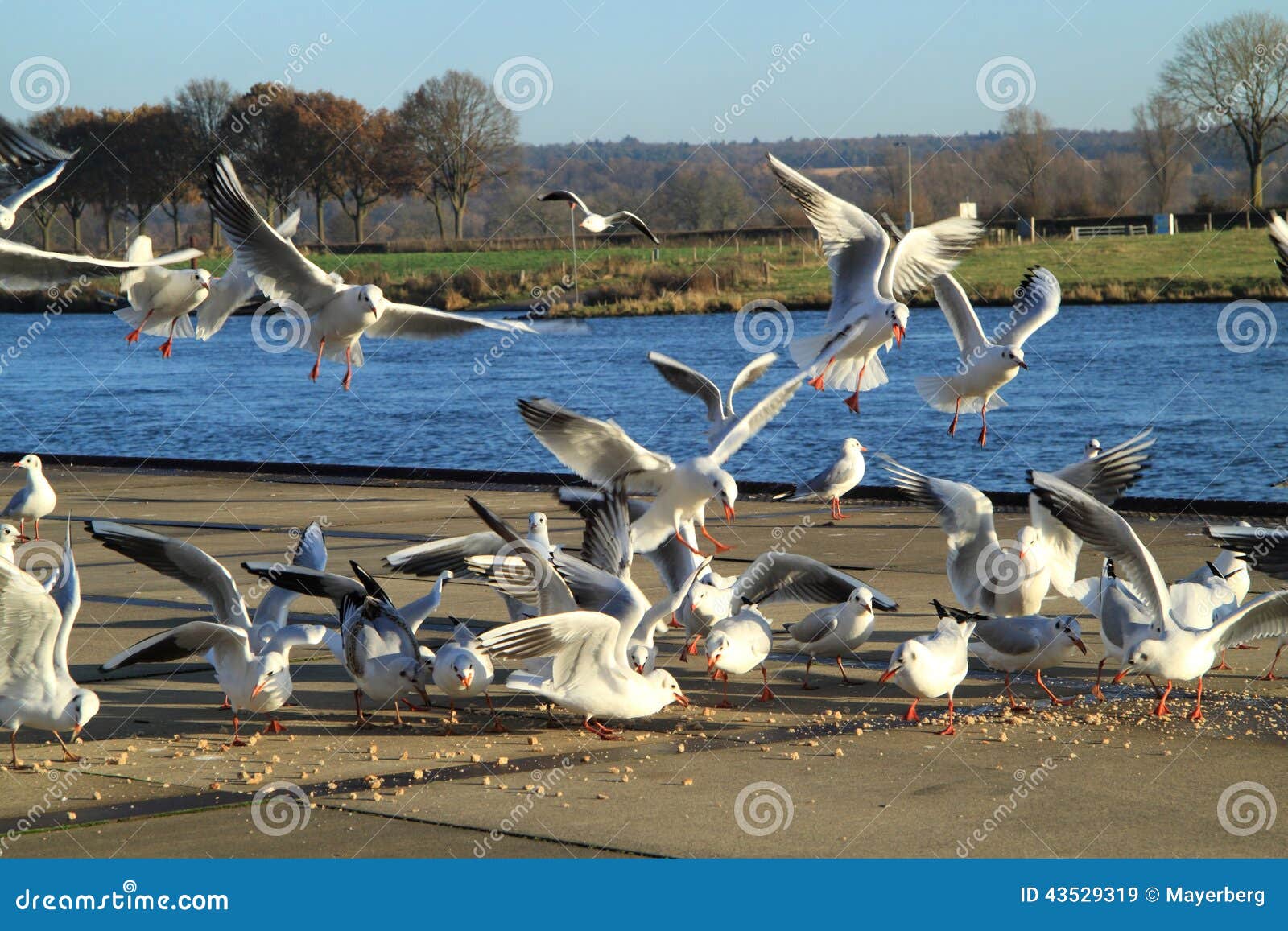 Hungry gulls eat bread stock image. Image of feather - 43529319