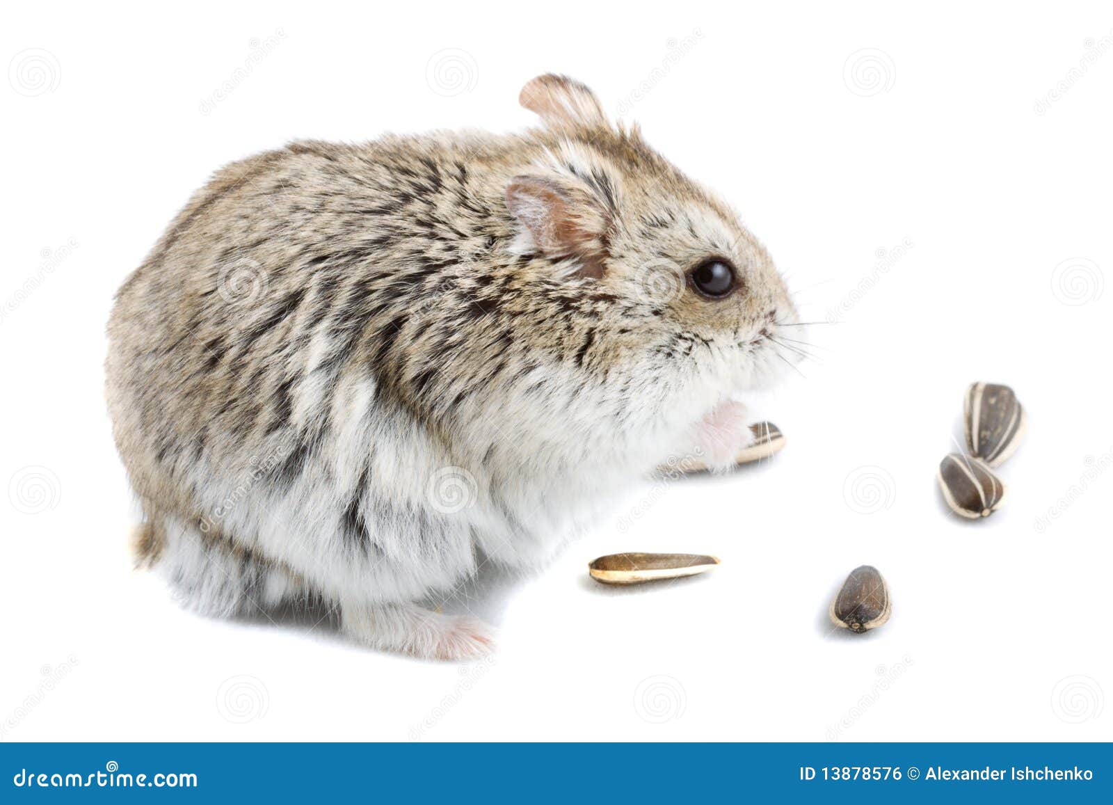 Hungry Hamster Eating Seeds. Stock Photo - Image of nose, corn: 13878576