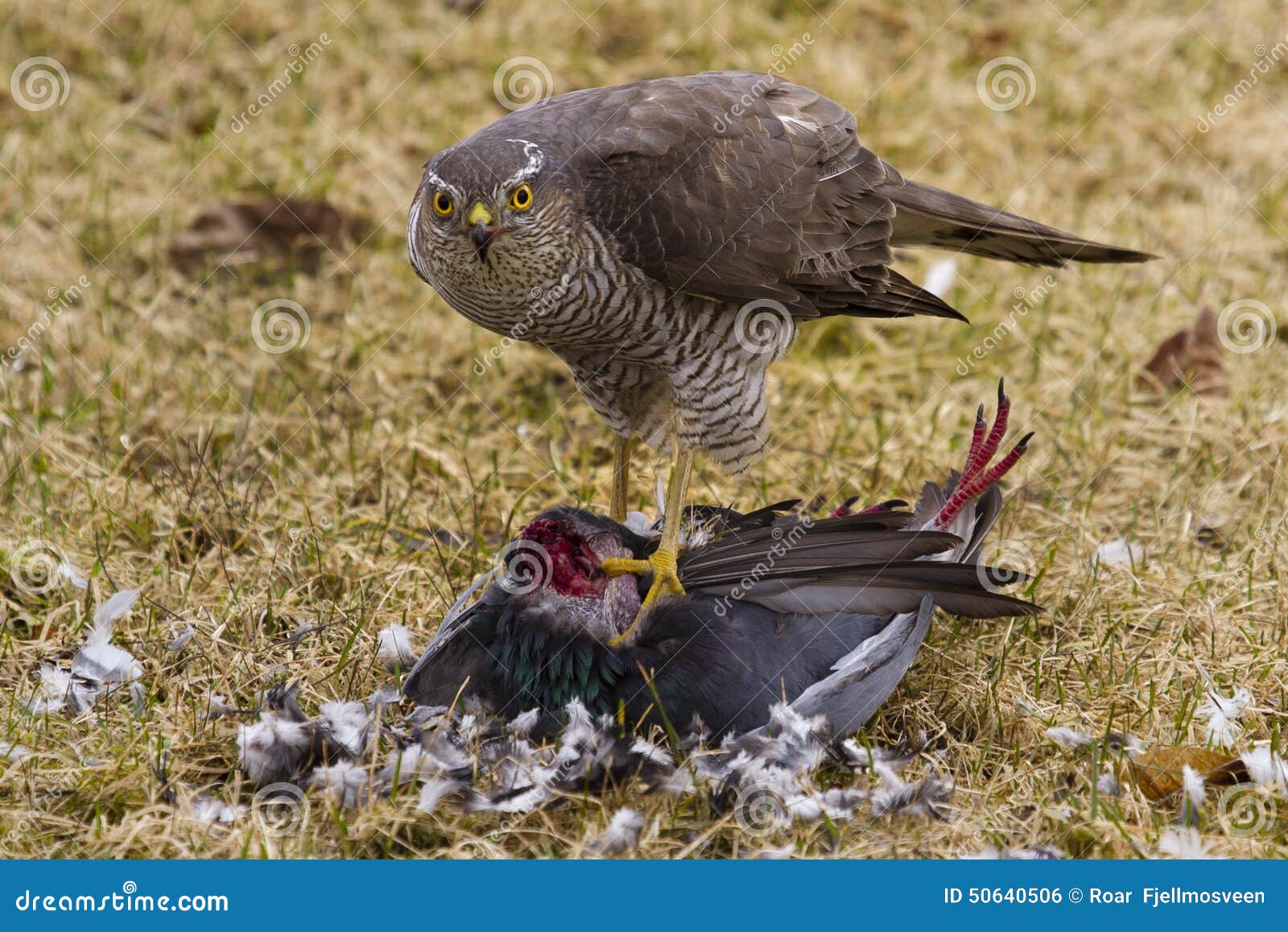 Hungry hawk stock photo. Image of feed, death, pray, wildlife - 50640506