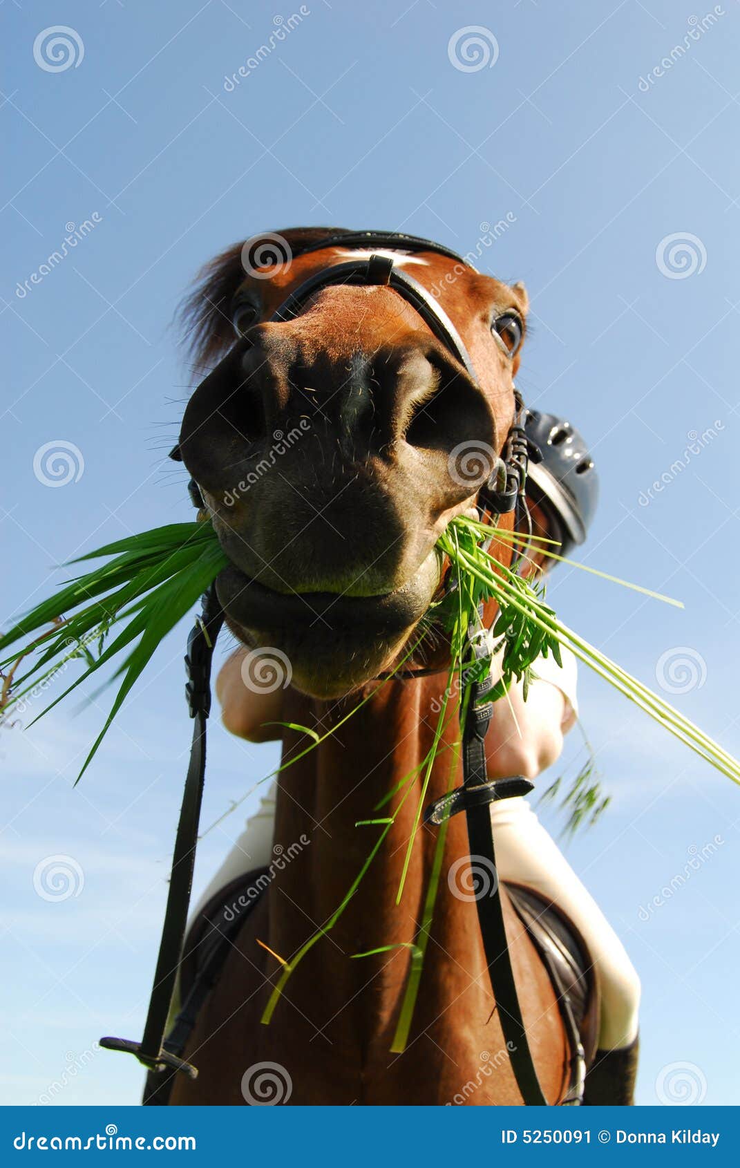 Hungry horse stock image. Image of distortion, animal - 5250091