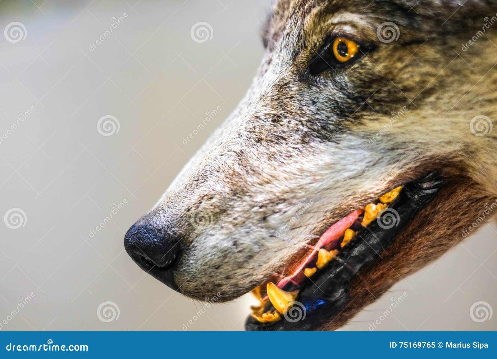 Hungry Hungry Wolf stock image. Image of wild, wolf, head - 75169765