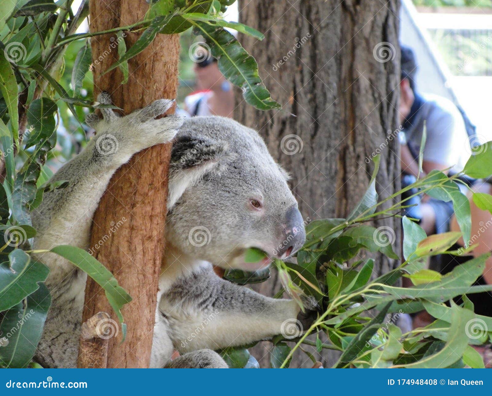 Hungry Koala Munching stock photo. Image of eating, hungry - 174948408
