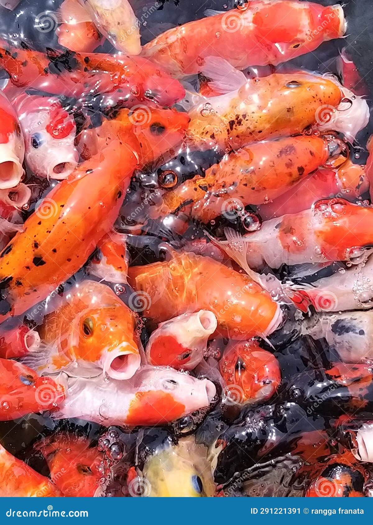 Hungry koi fish stock image. Image of amphibian, dish - 291221391