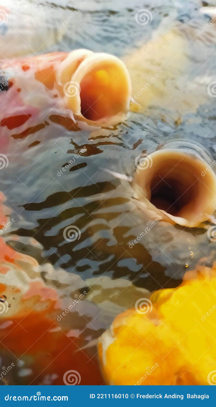 Hungry koi fish at pool stock photo. Image of meal, fish - 221116010