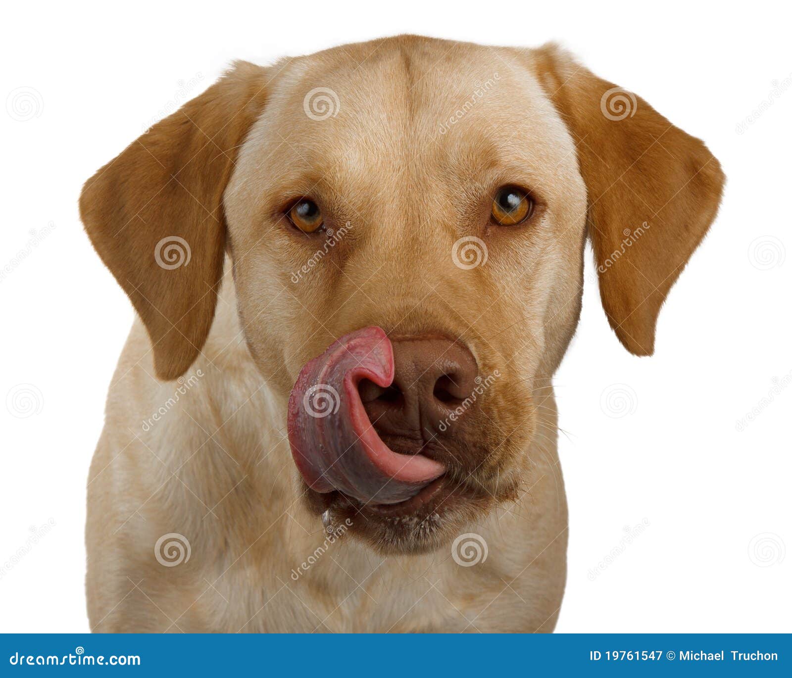 Do Labradors Have Pink Noses