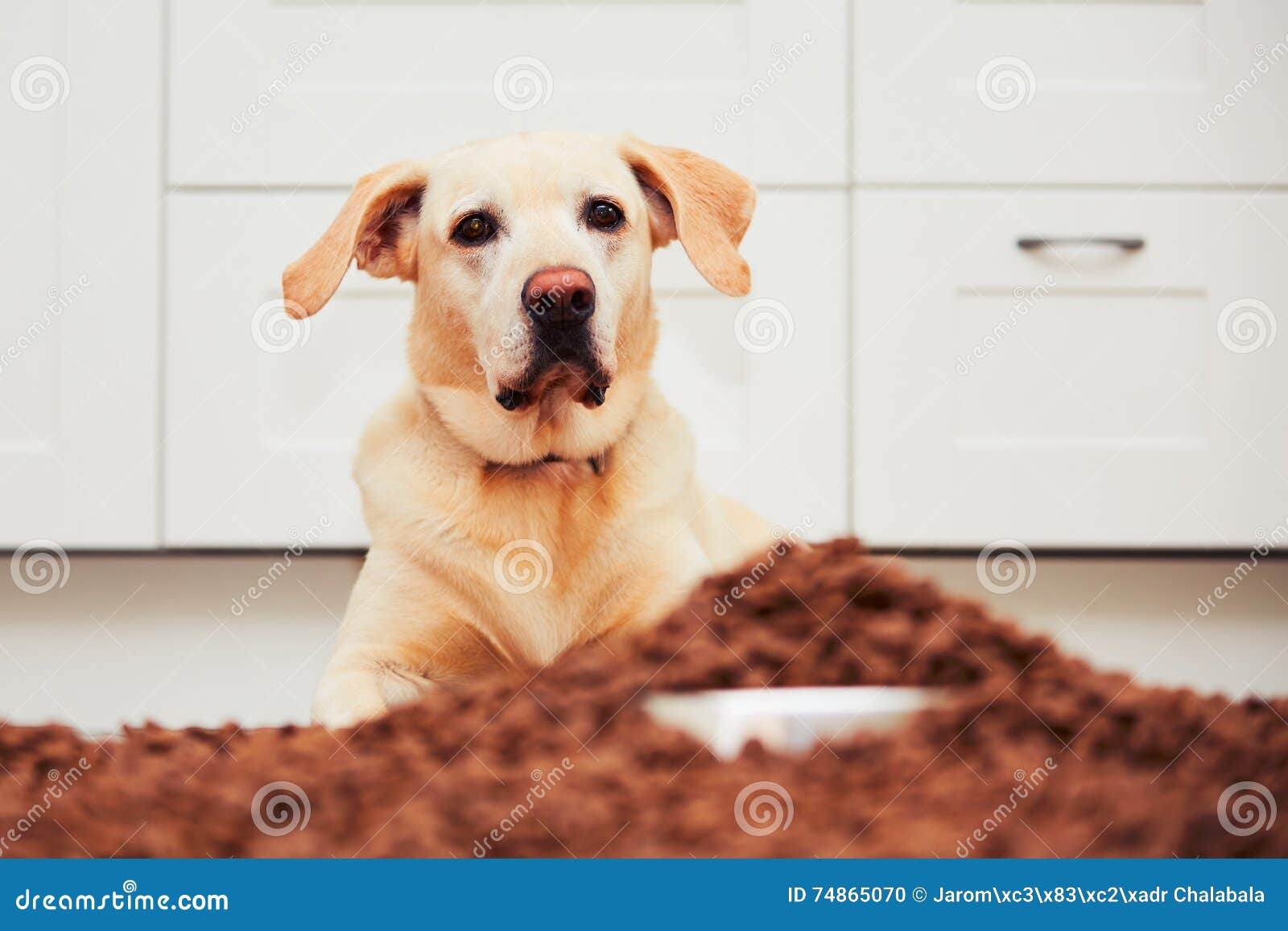 Hungry labrador retriever stock photo. Image of feed - 74865070