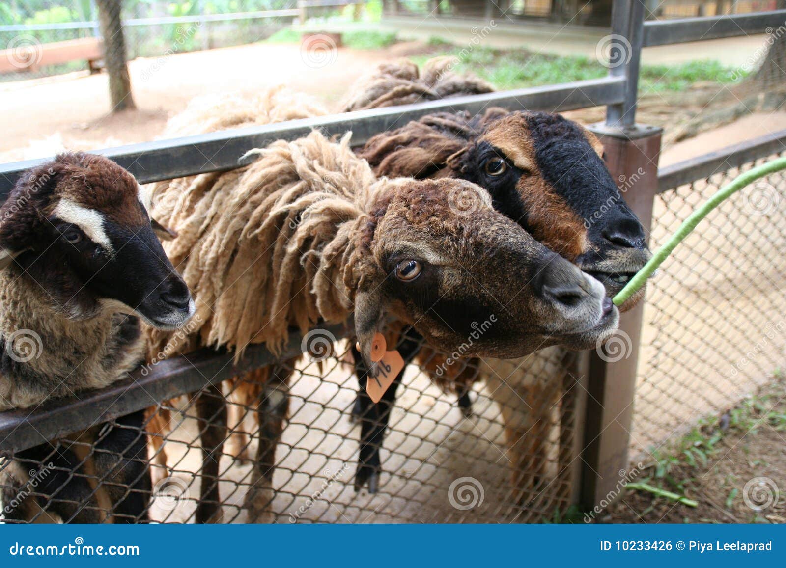 Hungry Lamb stock photo. Image of closeup, farm, hungry - 10233426