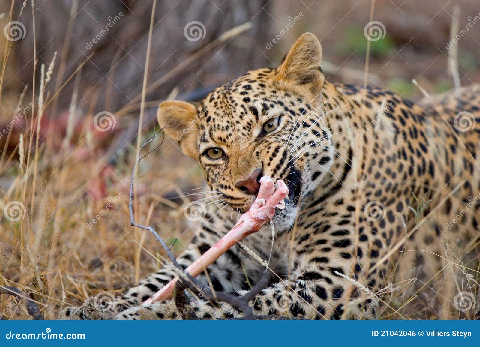 Hungry leopard stock photo. Image of kill, wildlife, aggressive - 21042046
