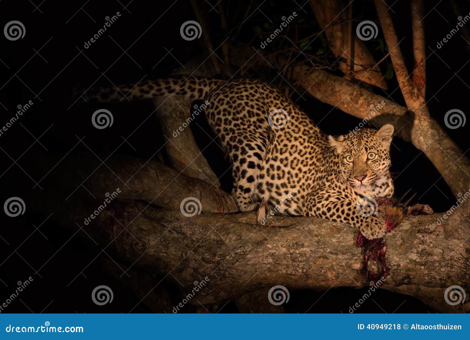 Hungry Leopard Eat Dead Prey in Tree at Night Stock Photo - Image of ...