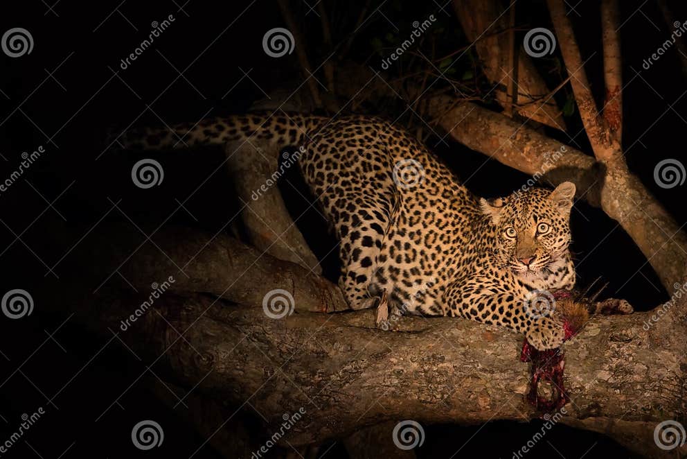 Hungry Leopard Eat Dead Prey in Tree at Night Stock Photo - Image of ...