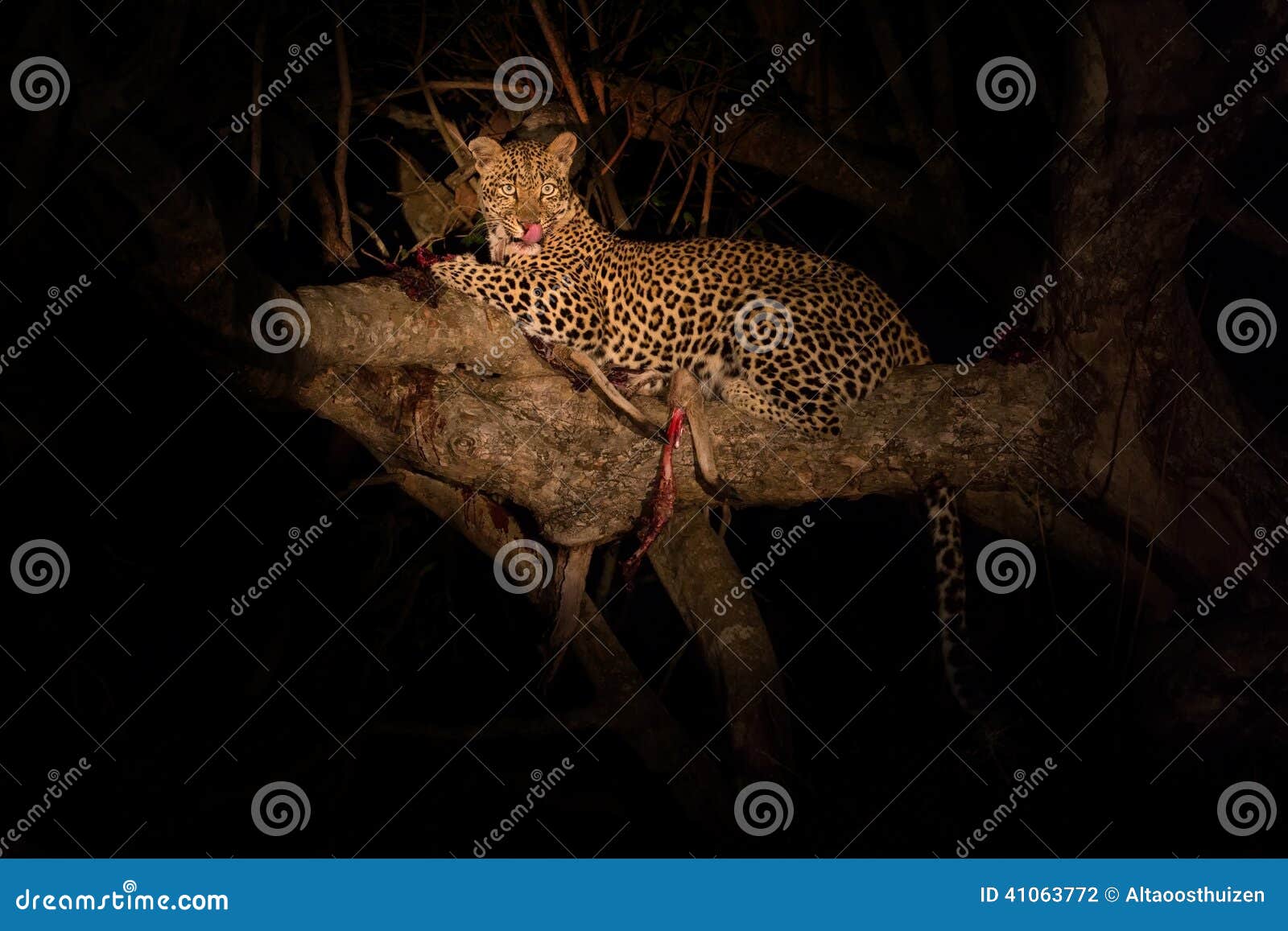 Hungry Leopard Eat Dead Prey in Tree at Night Stock Photo - Image of ...